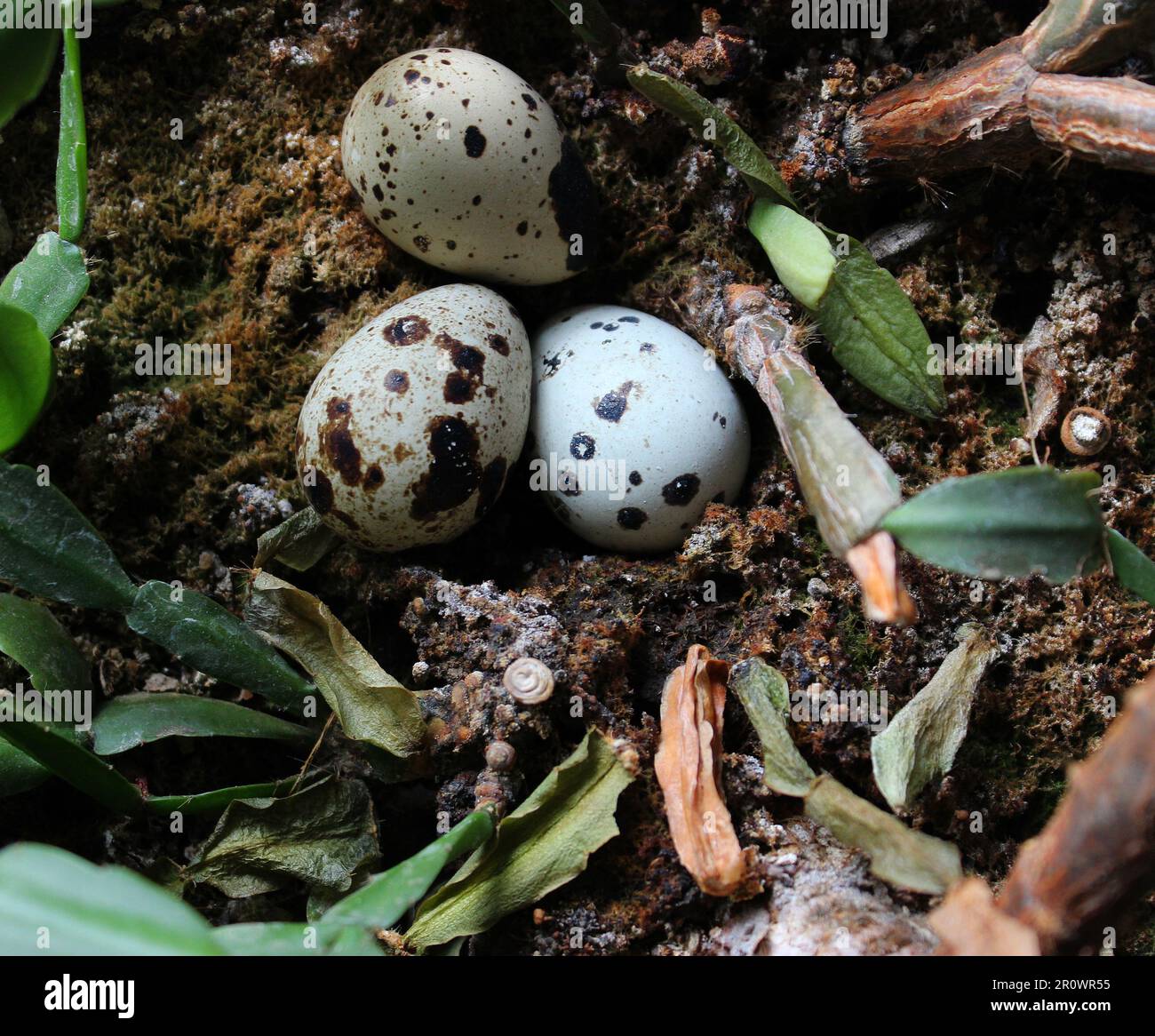 Transparent Snake Eggs