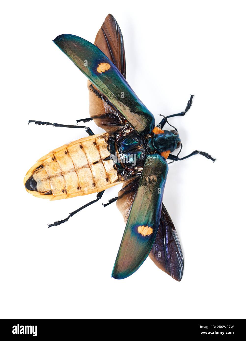 Moth, creature and bug in studio background with full body and wings ...