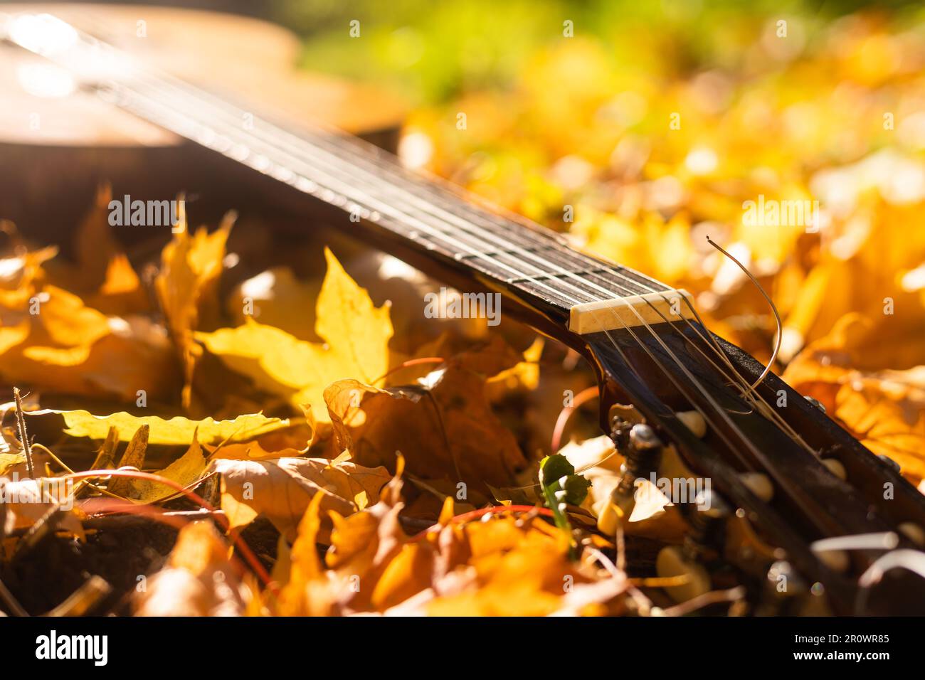 Guitar leaned on a tree in the fall surrounded by yellow leaves Stock ...