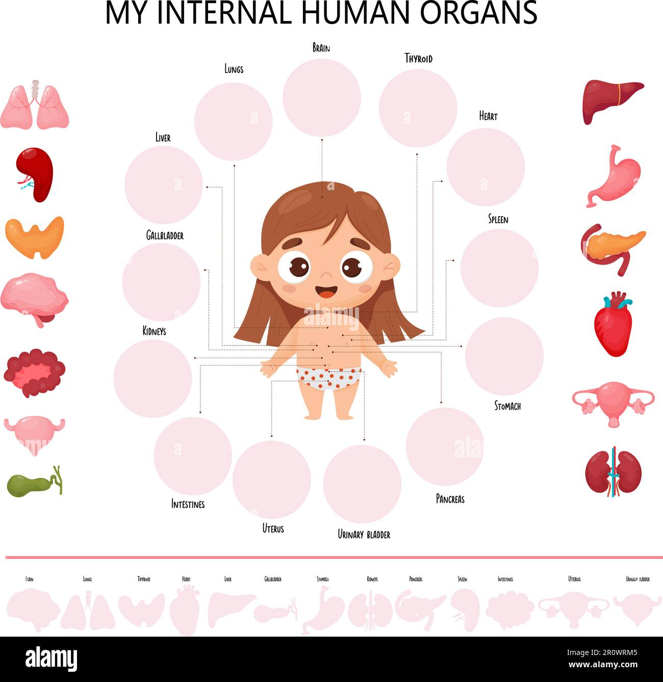 Internal Body Parts For Kids