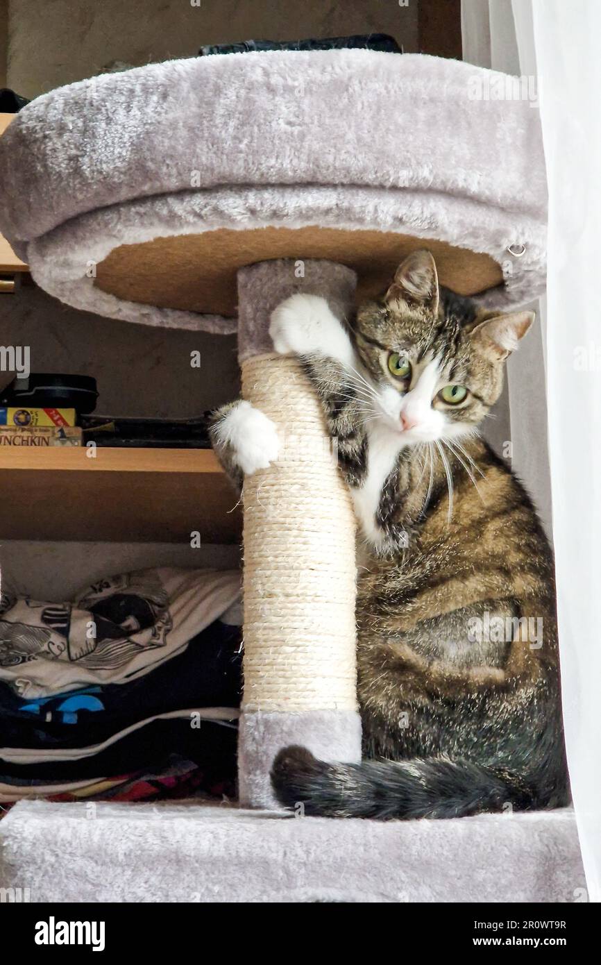 Daily life of a young female european domestic cat, Bron, France Stock ...