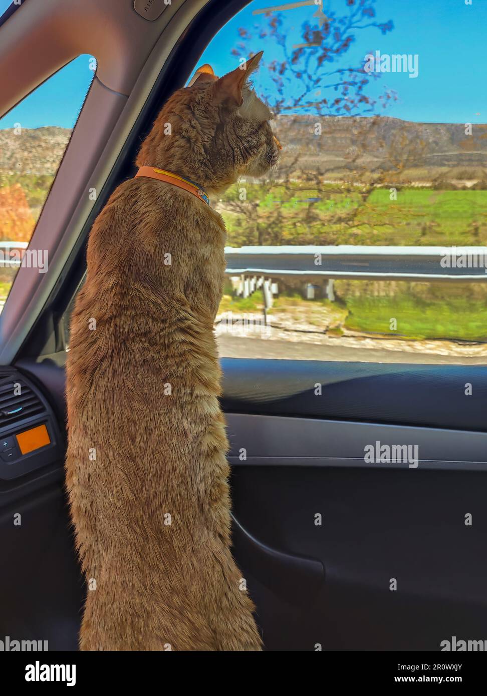 Travelling with a cat inside the car Stock Photo - Alamy