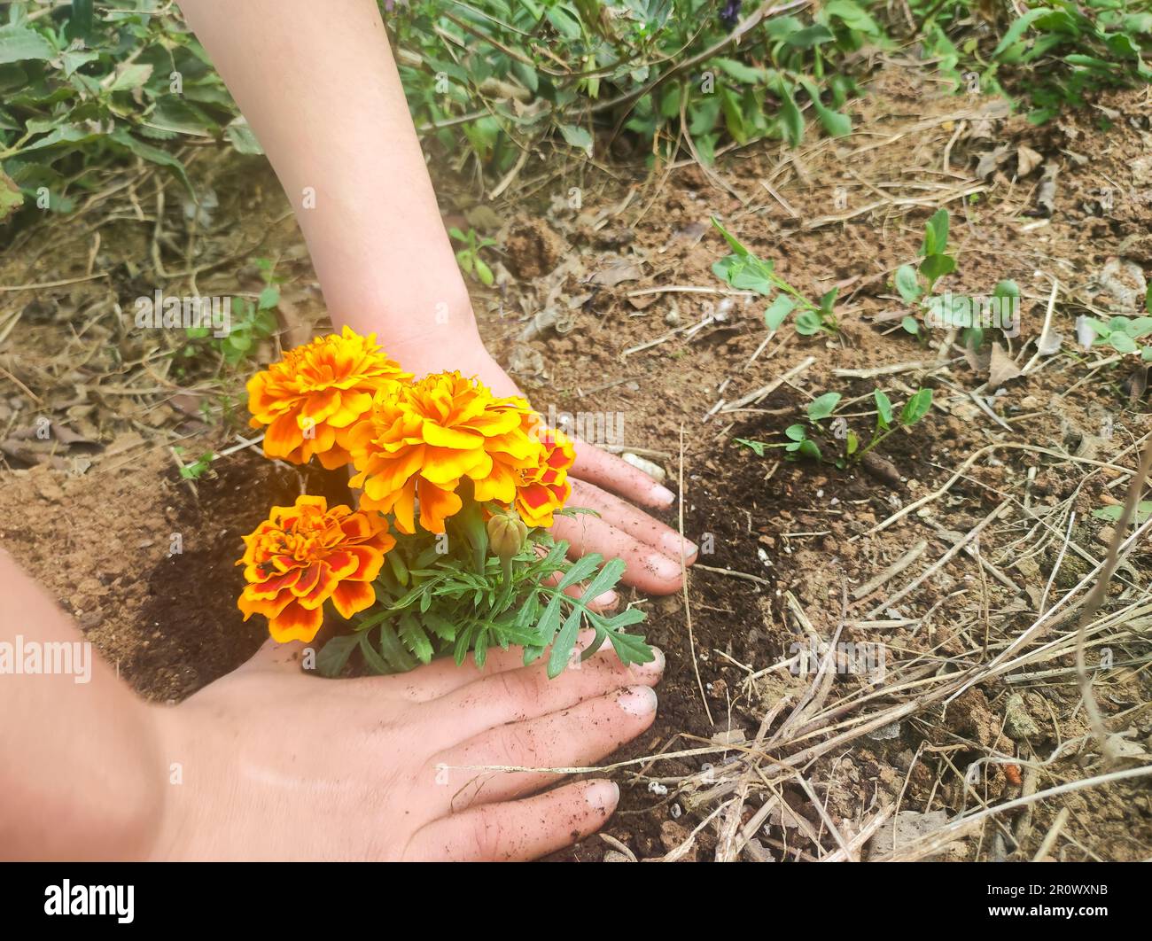 Girl planting a flower out in the garden Stock Photo - Alamy