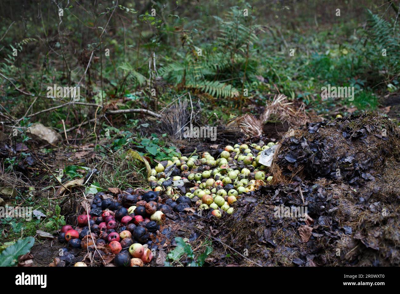Stack with damaged apples. Garden and food waste, compost. Pile of rotten apples on the ground ...