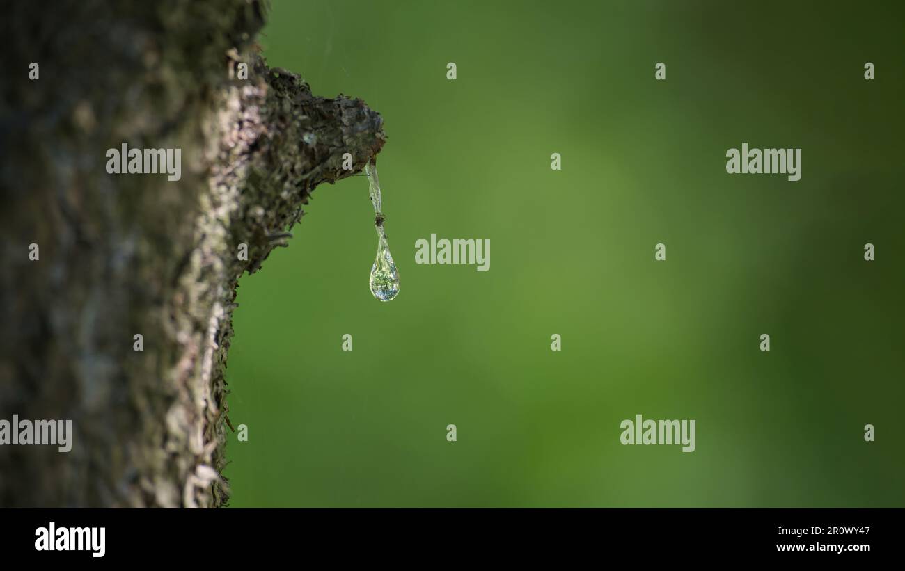 Resin oozing from an injured fir tree branch. Close up against of ...