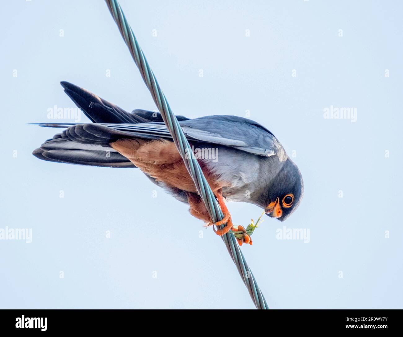 Red Footed Falcon (Falco vespertinus) eating a large insect on ...
