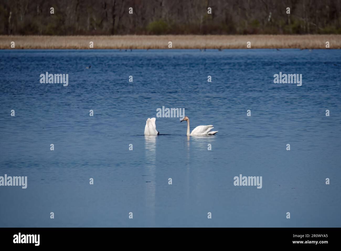 The trumpeter swan (Cygnus buccinator) on the lake. Beautiful North ...