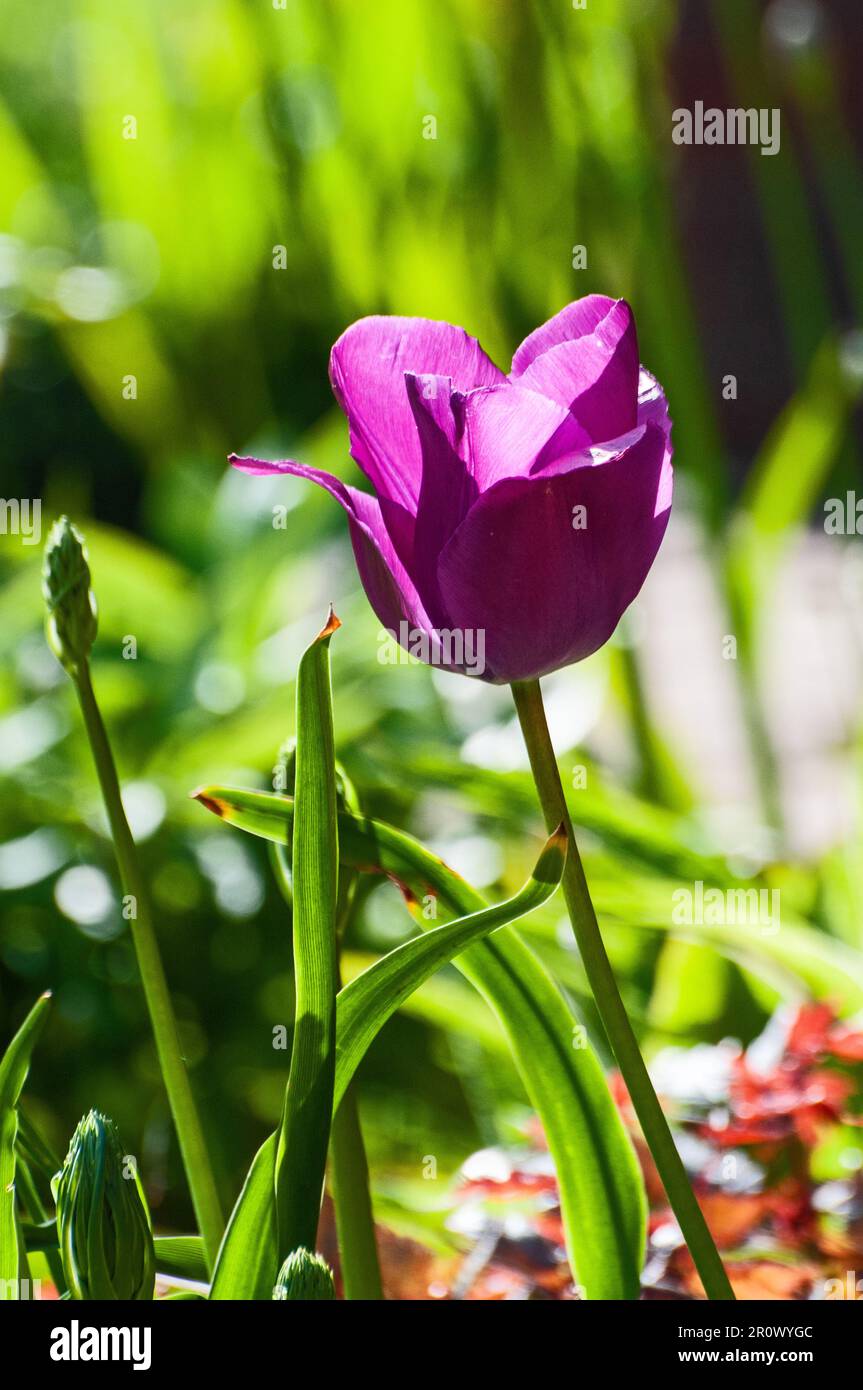 Td imaging hi-res stock photography and images - Alamy