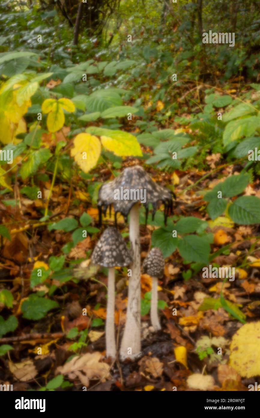 Pinhole Photography Woodland Series.New, Age-defying, digital age ...