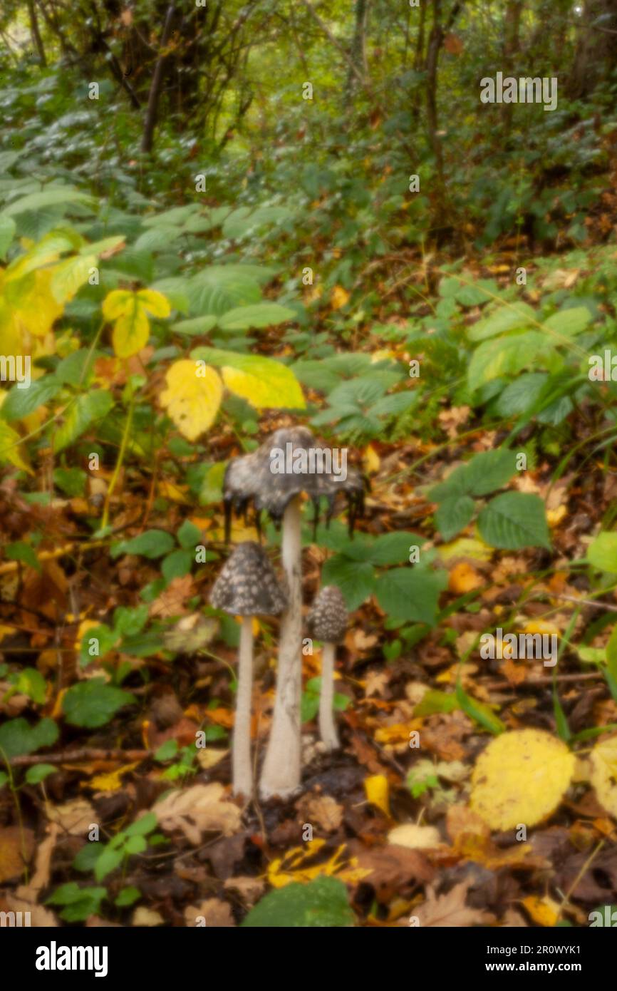 Pinhole Photography Woodland Series.New, Age-defying, digital age ...