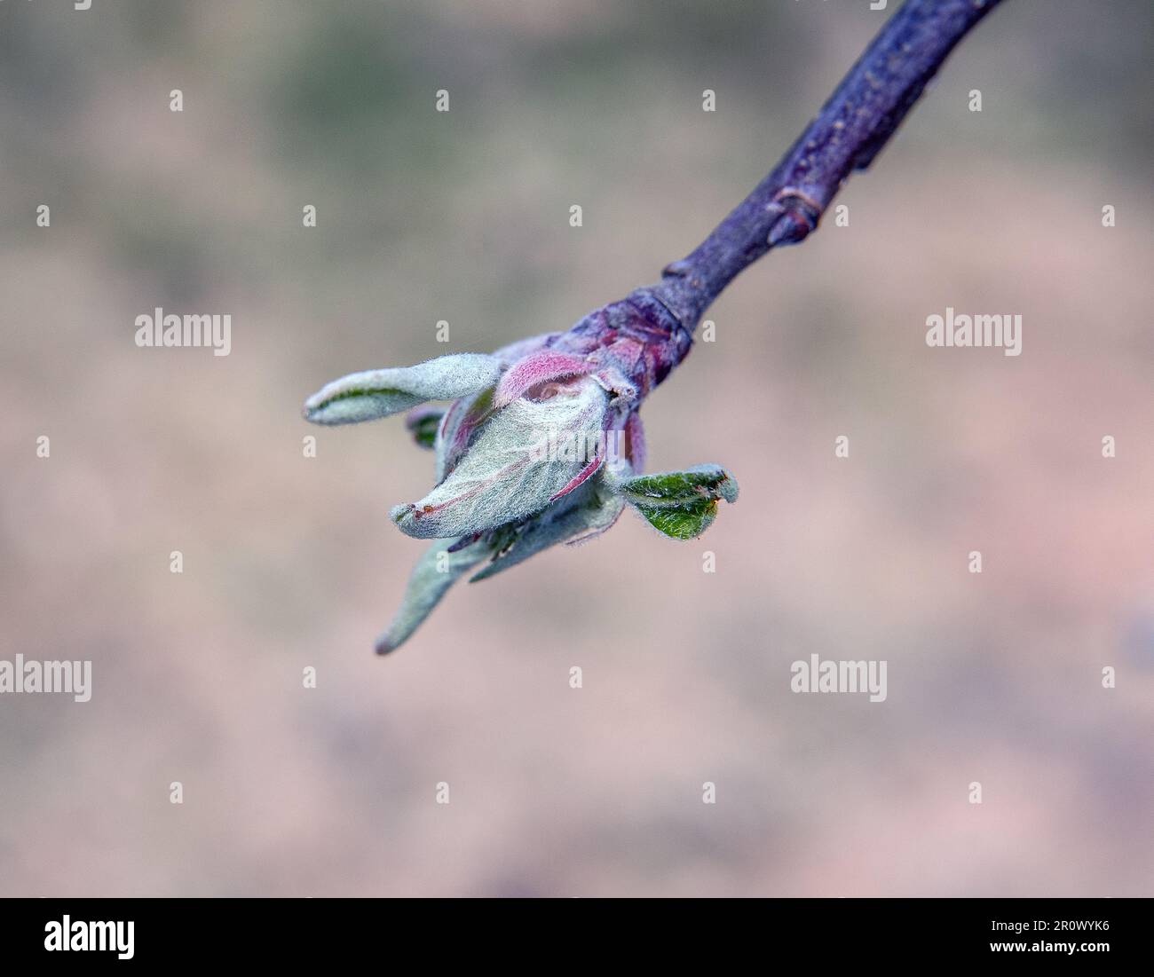 Green apple buds of flowers and leaves, green cluster, opening in ...