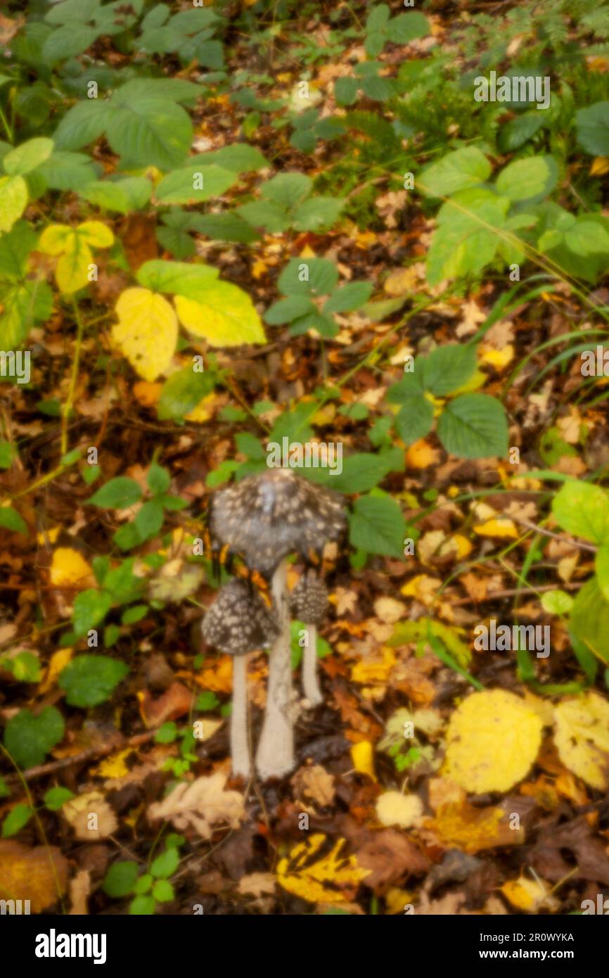 Pinhole collection hi-res stock photography and images - Alamy
