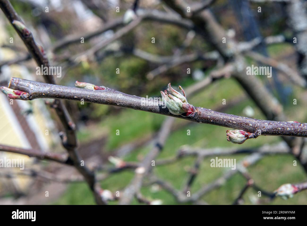 Green apple buds of flowers and leaves, green cluster, opening in ...