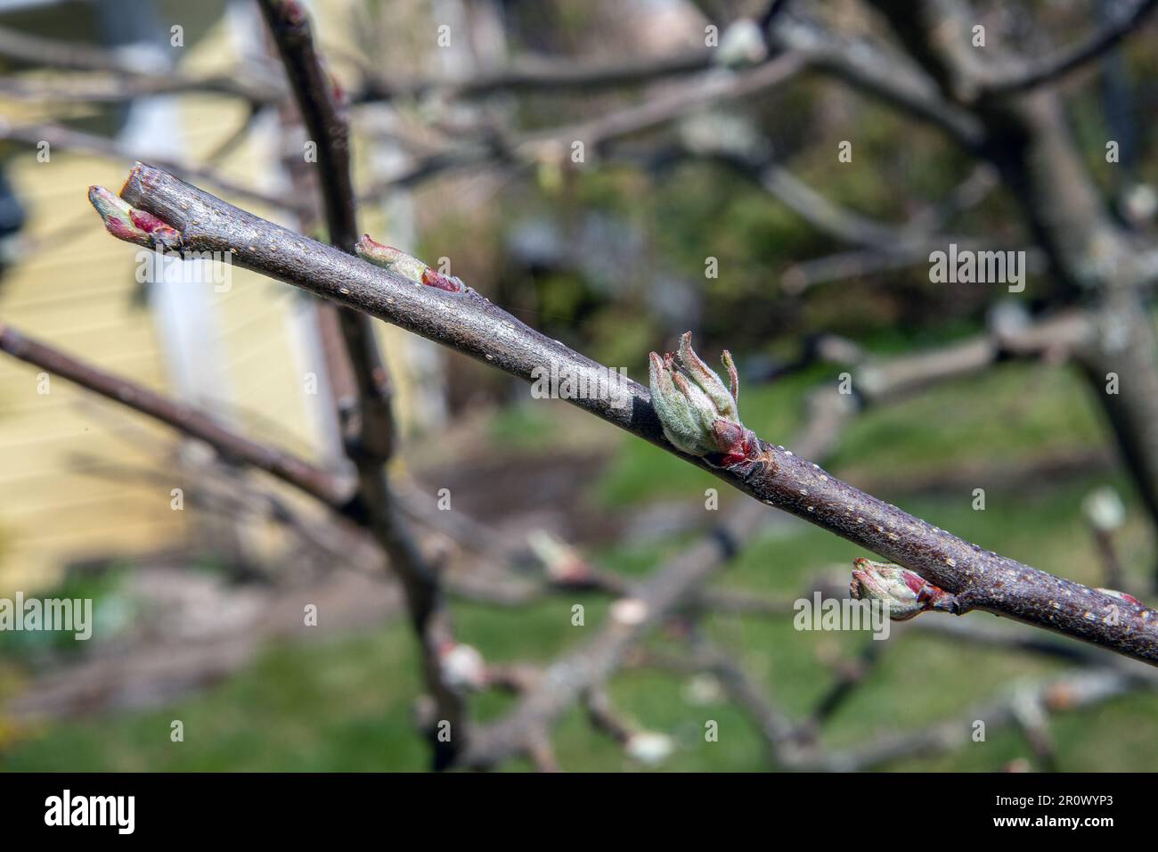 Green apple buds of flowers and leaves, green cluster, opening in ...