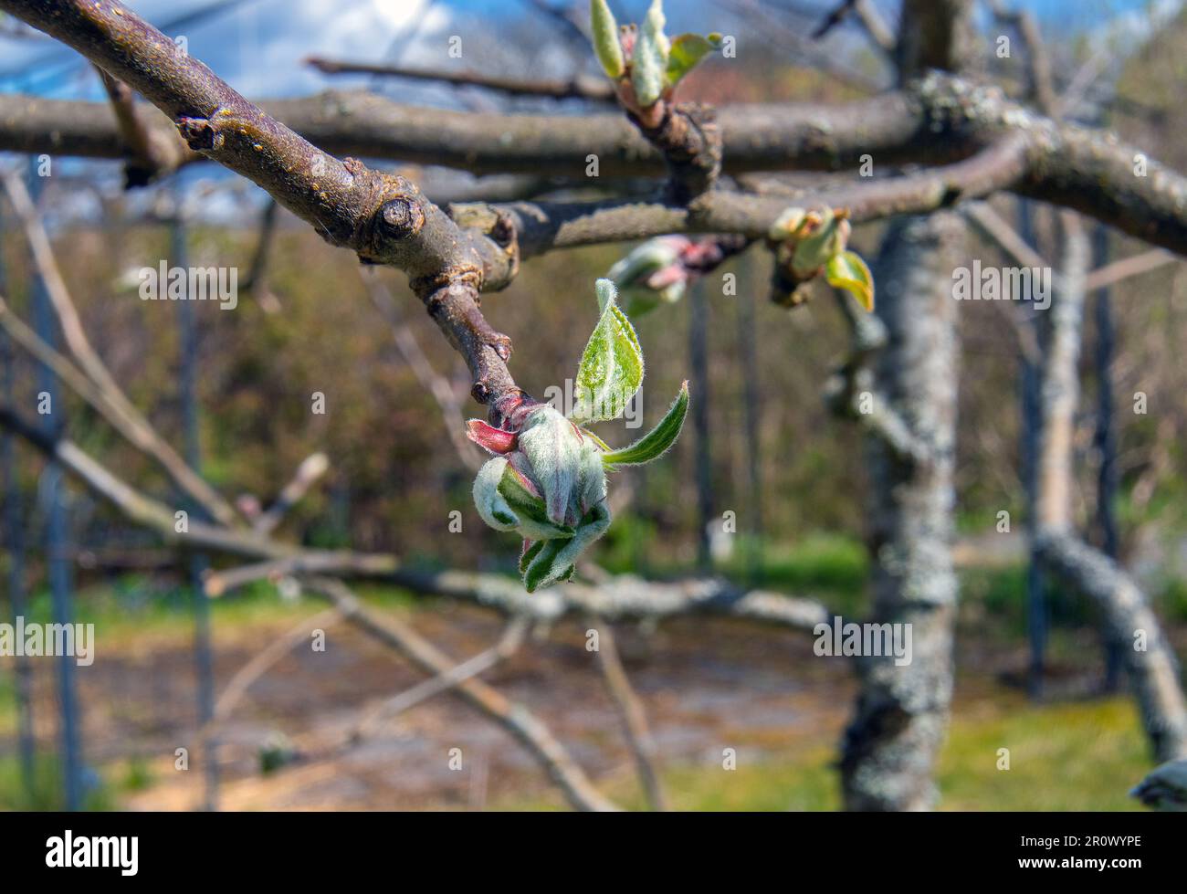 Green apple buds of flowers and leaves, green cluster, opening in ...