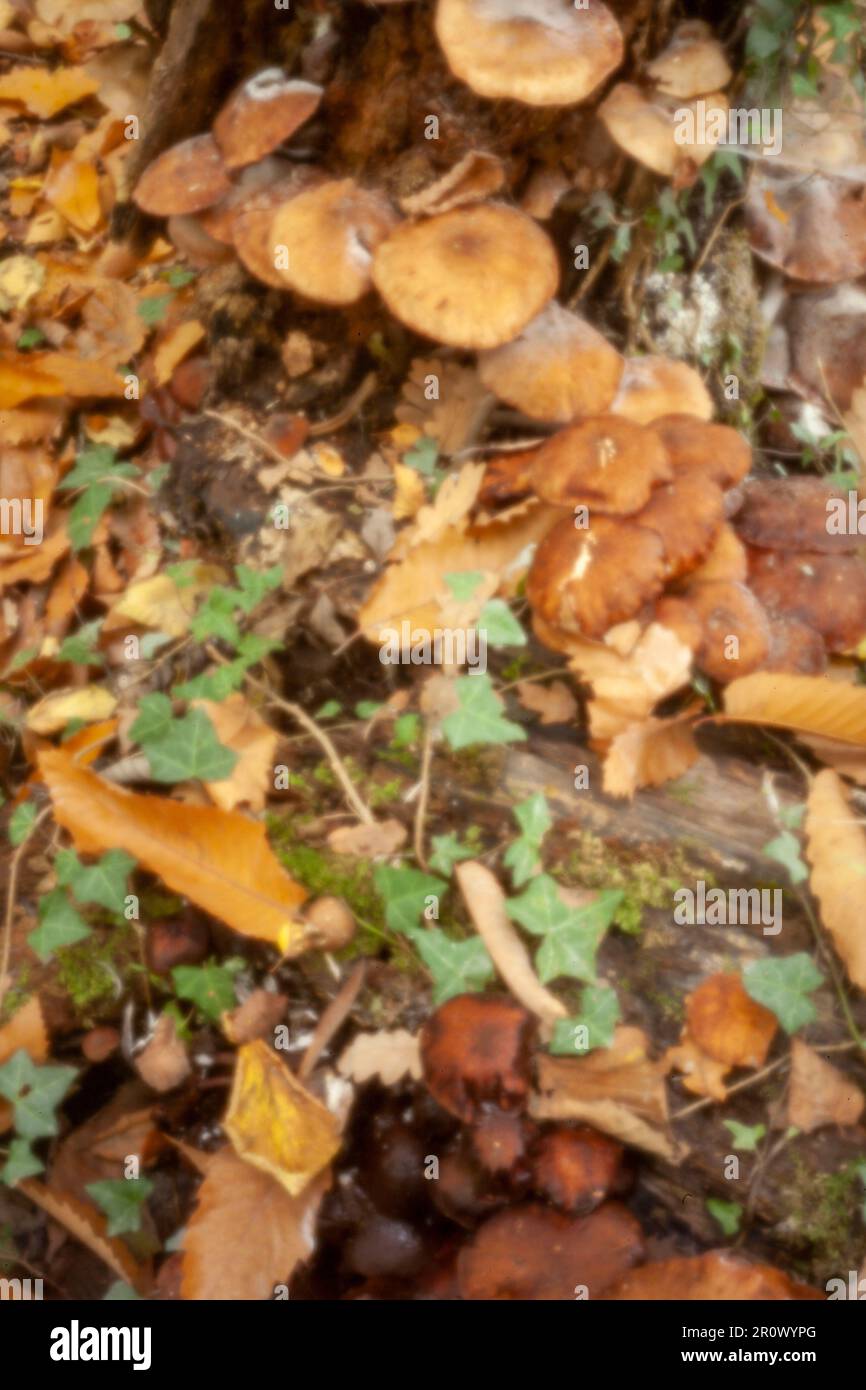 Pinhole Photography Woodland Series.New, Age-defying, digital age ...