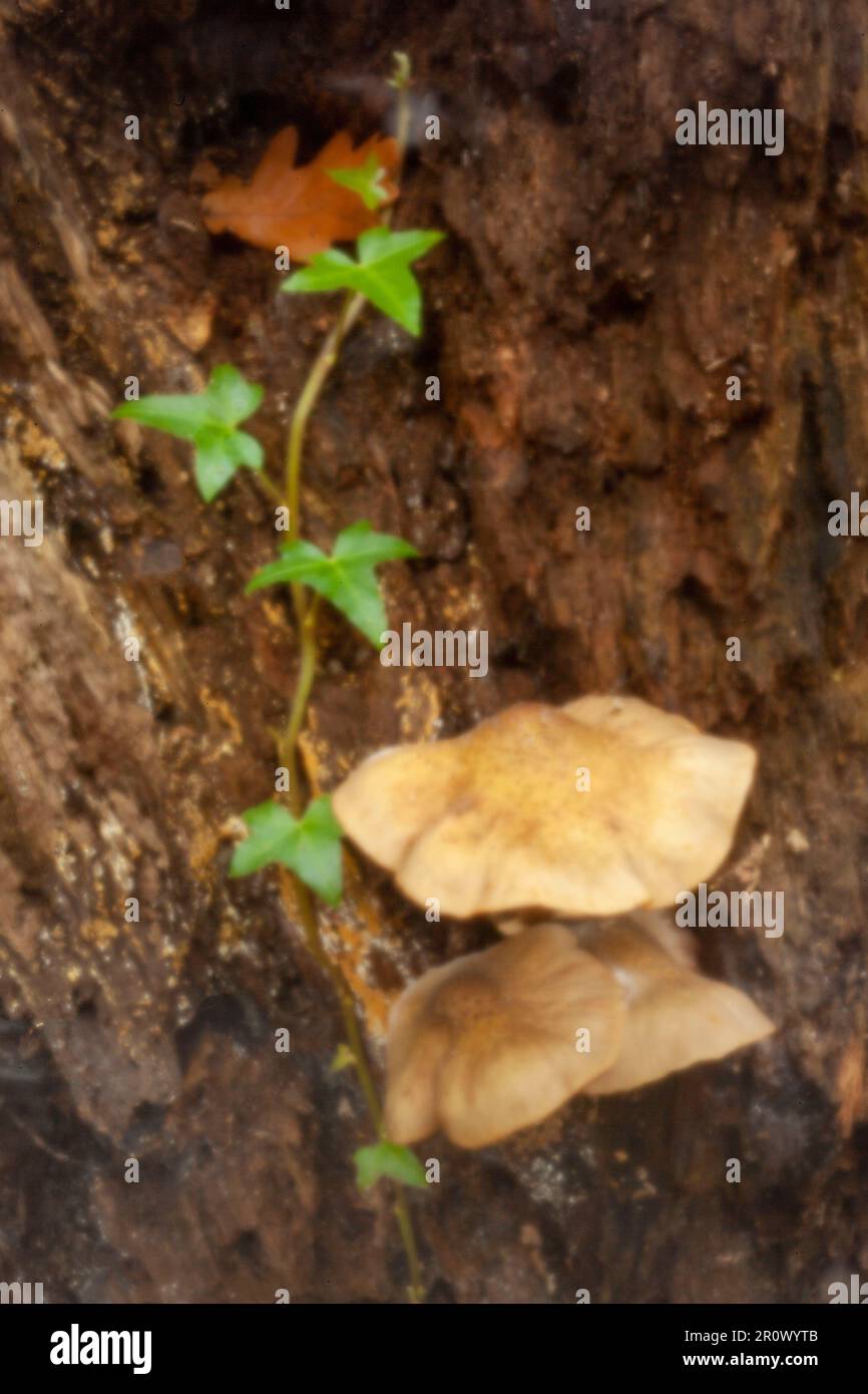 Pinhole Photography Woodland Series.New, Age-defying, digital age ...