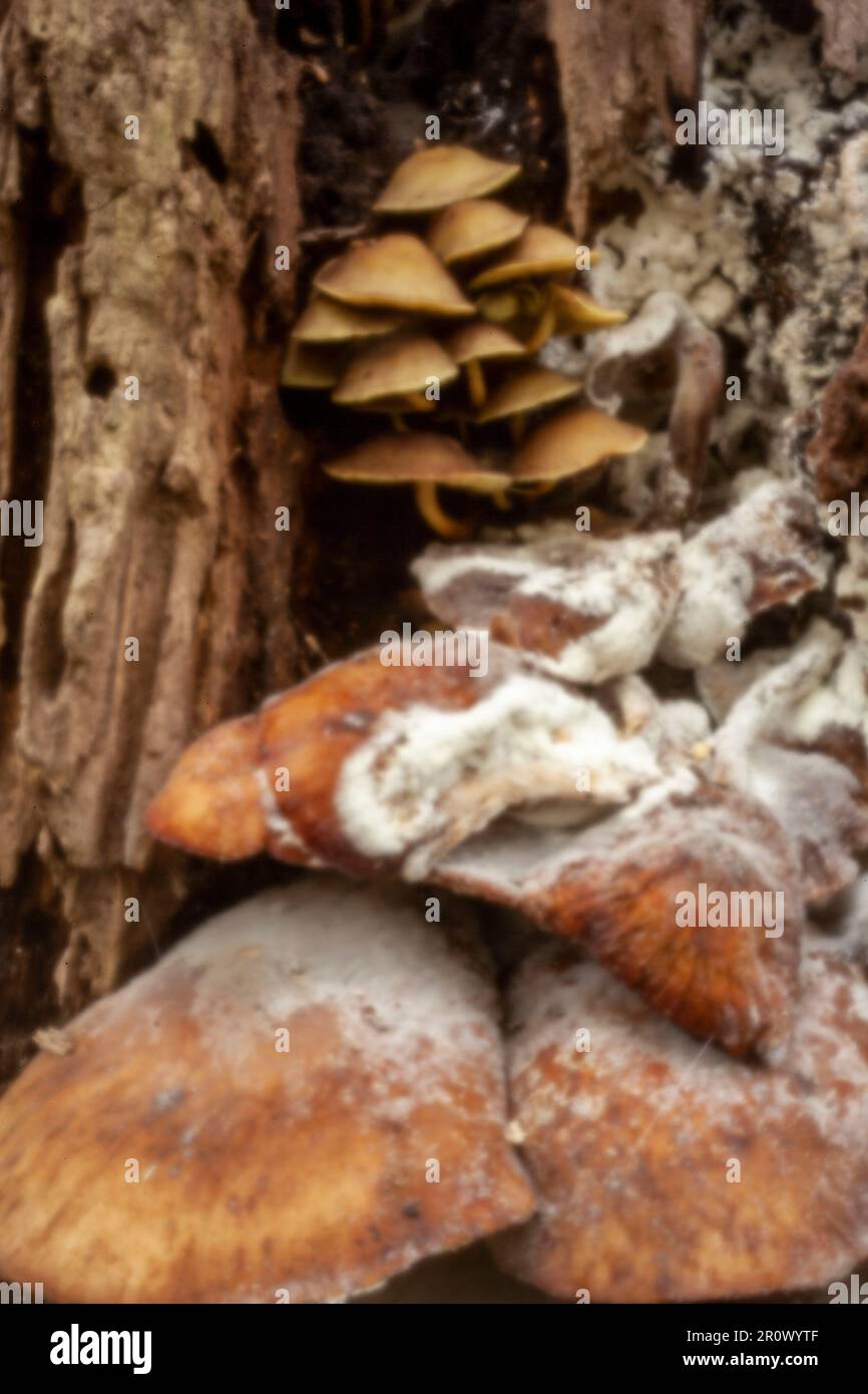 Pinhole Photography Woodland Series.New, Age-defying, digital age ...