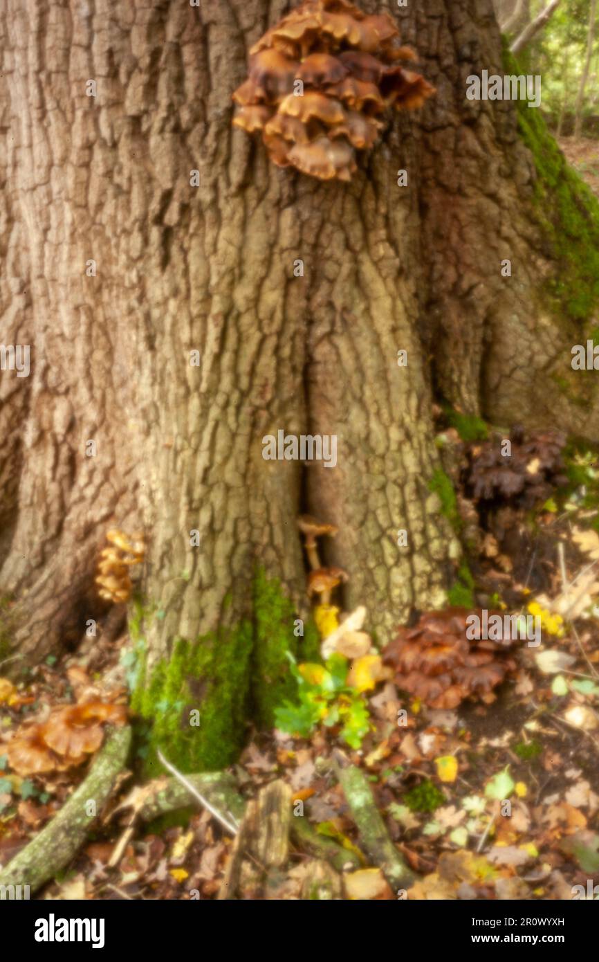 Pinhole Photography Woodland Series.New, Age-defying, digital age ...