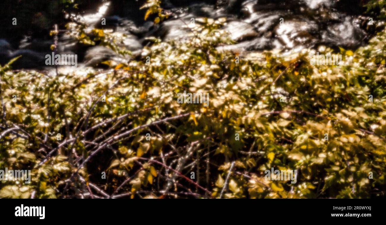 Pinhole Photography Woodland Series.New, Age-defying, lensless, stand ...