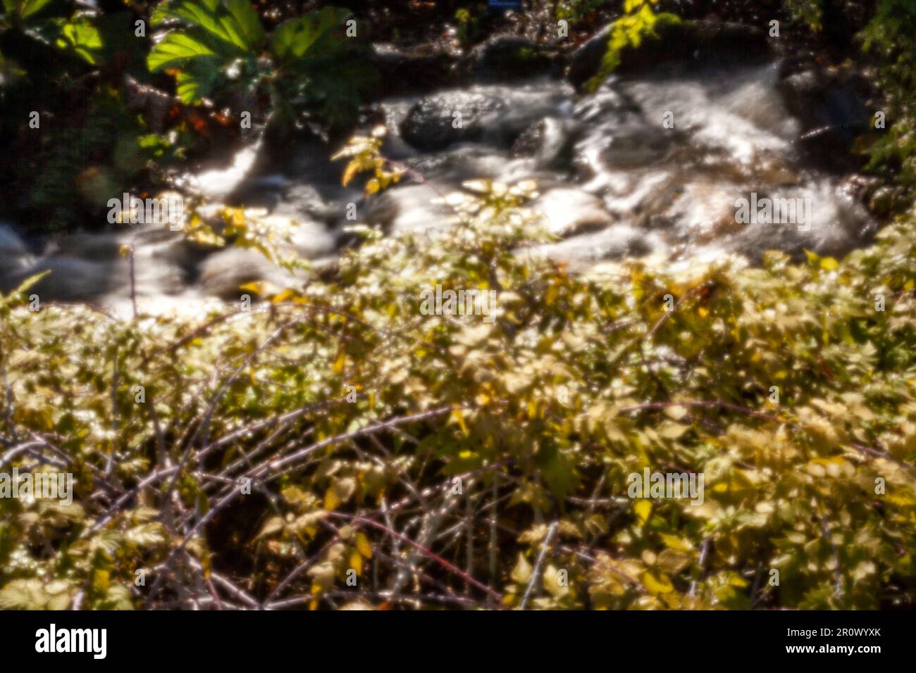 Pinhole Photography Woodland Series.New, Age-defying, lensless, stand ...