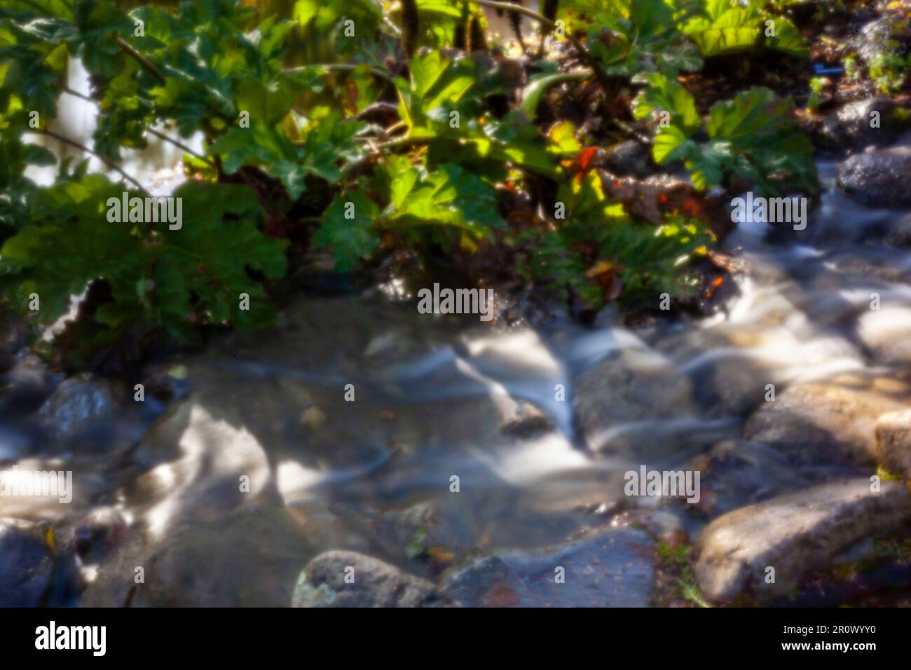 Pinhole Photography Woodland Series.New, Age-defying, lensless, stand ...