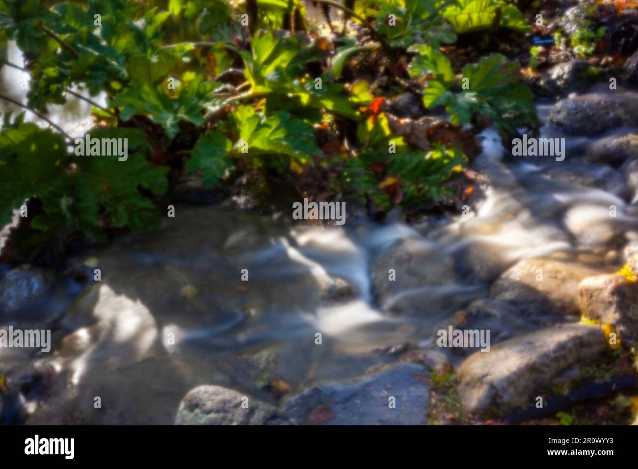 Pinhole Photography Woodland Series.New, Age-defying, lensless, stand ...