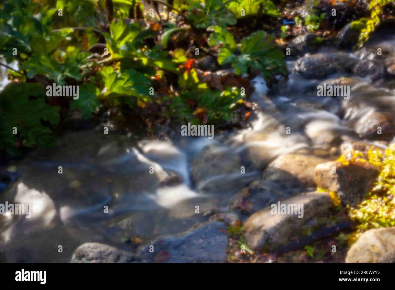 Pinhole Photography Woodland Series.New, Age-defying, lensless, stand ...