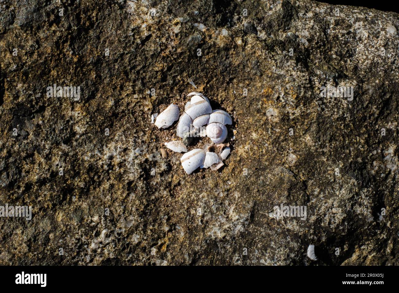 Cracked snail shell on a rock Stock Photo - Alamy