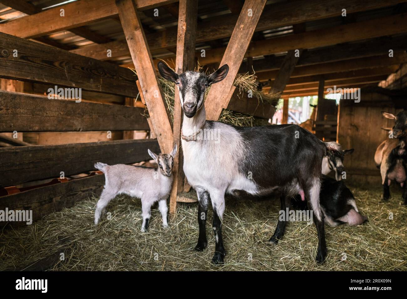 Breeding of purebred alpine goats on the farm. Milky goats without ...