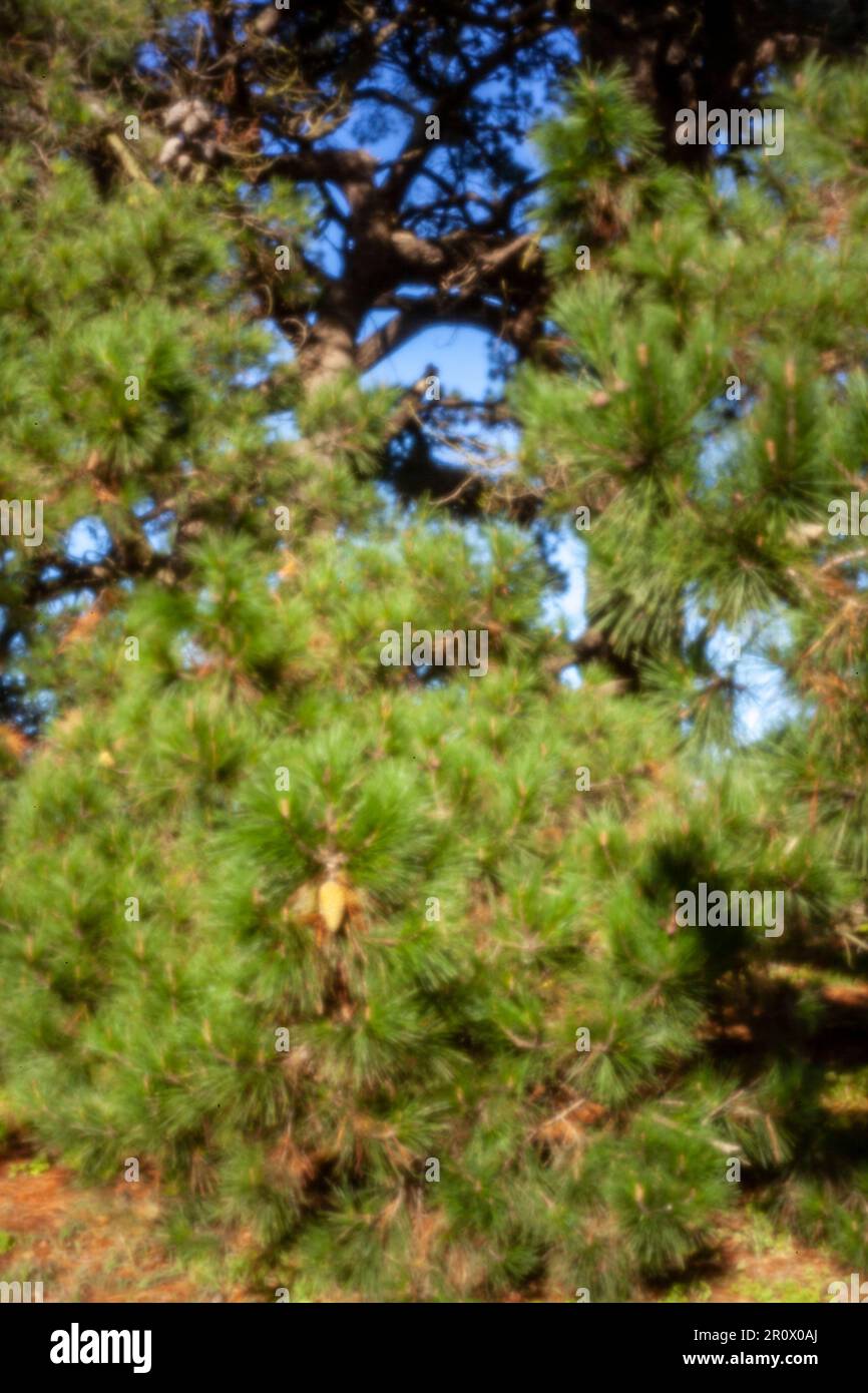 Pinhole Photography Nature Series.New, Age-defying, digital age, stand ...