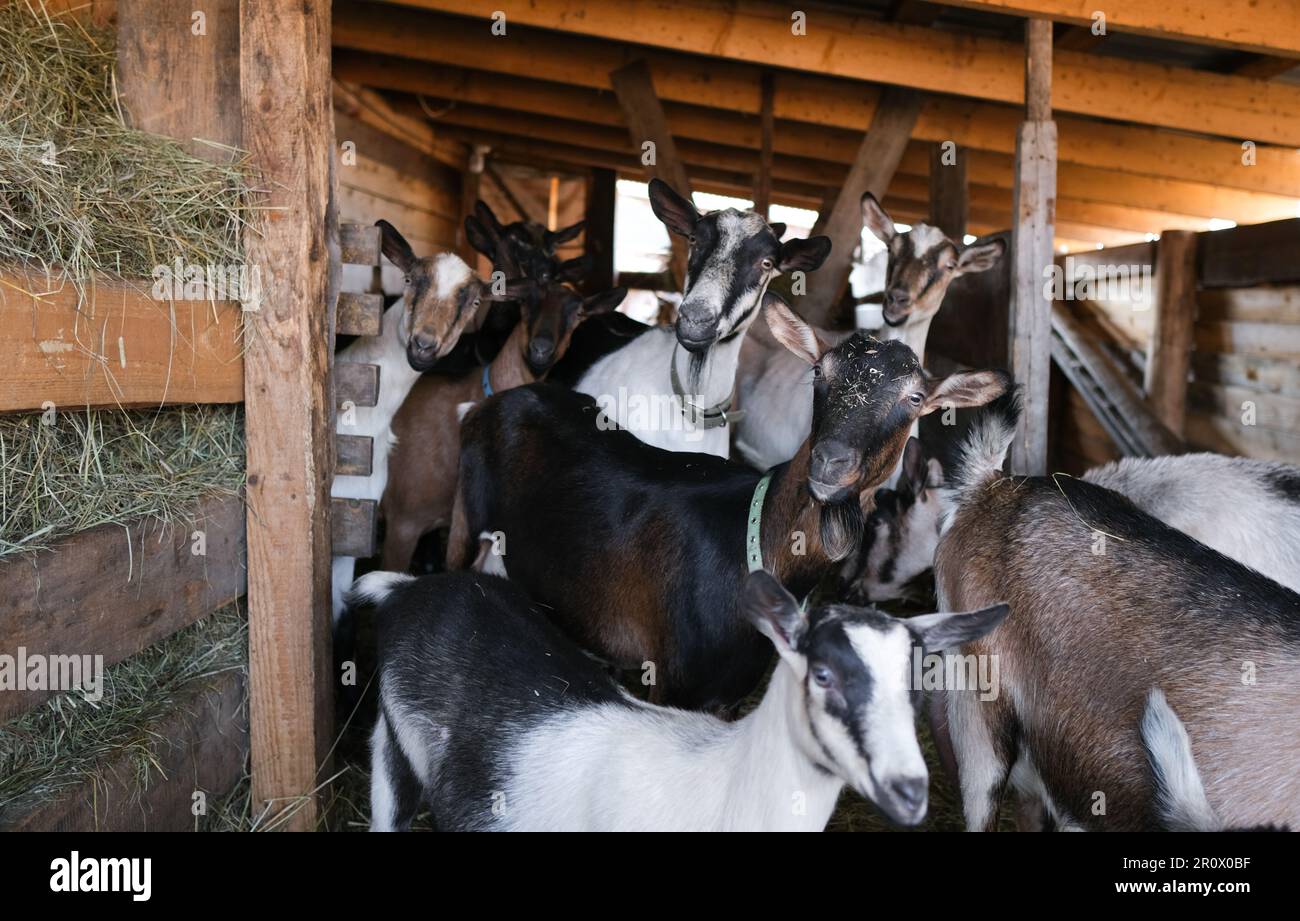 Breeding of purebred alpine goats on the farm. Milky goats without horns. Goats look camera and ...
