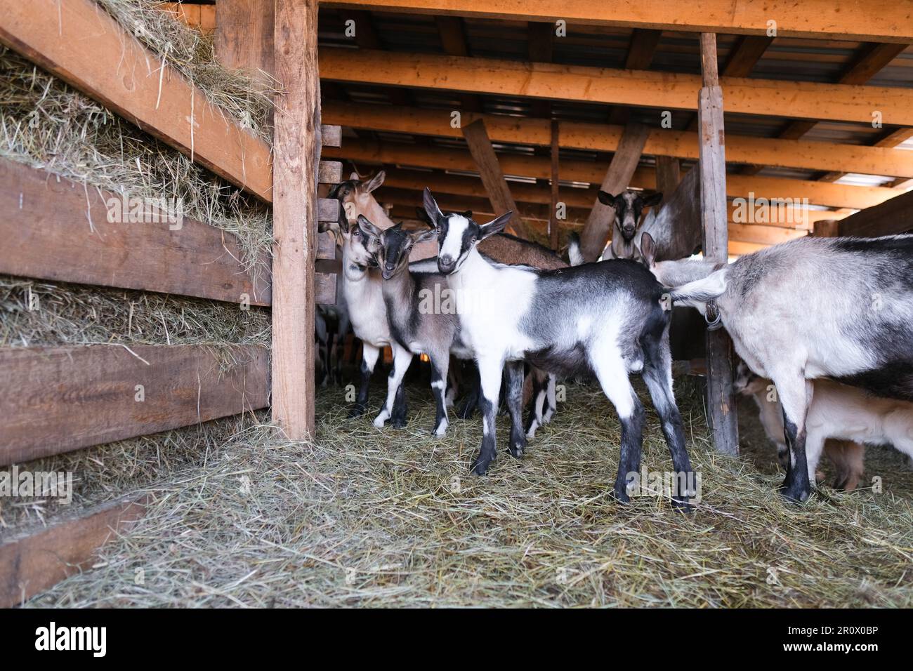 Breeding of purebred alpine goats on the farm. Milky goats without ...