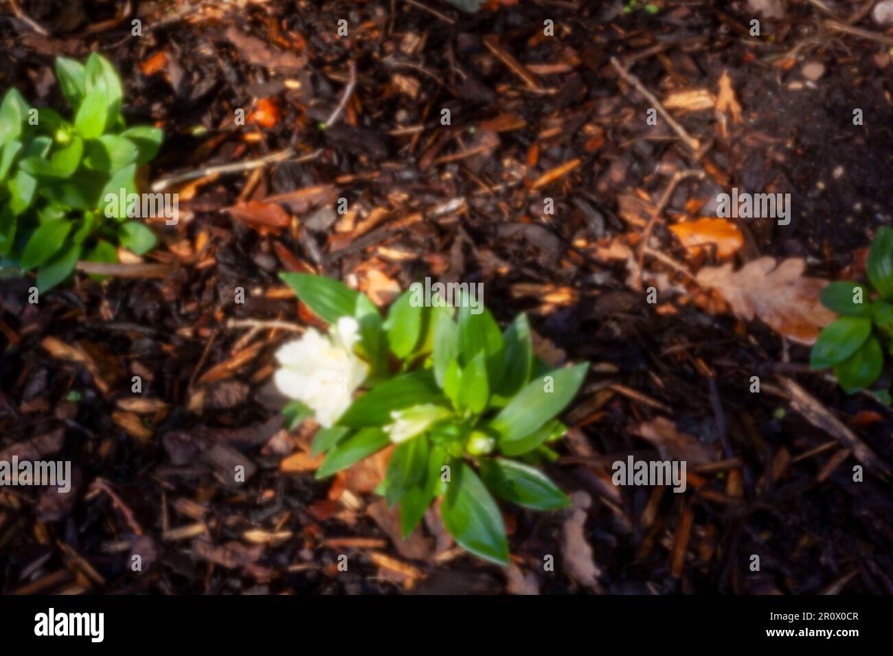 Pinhole Photography Flowers Series.New, Age-defying, digital age ...