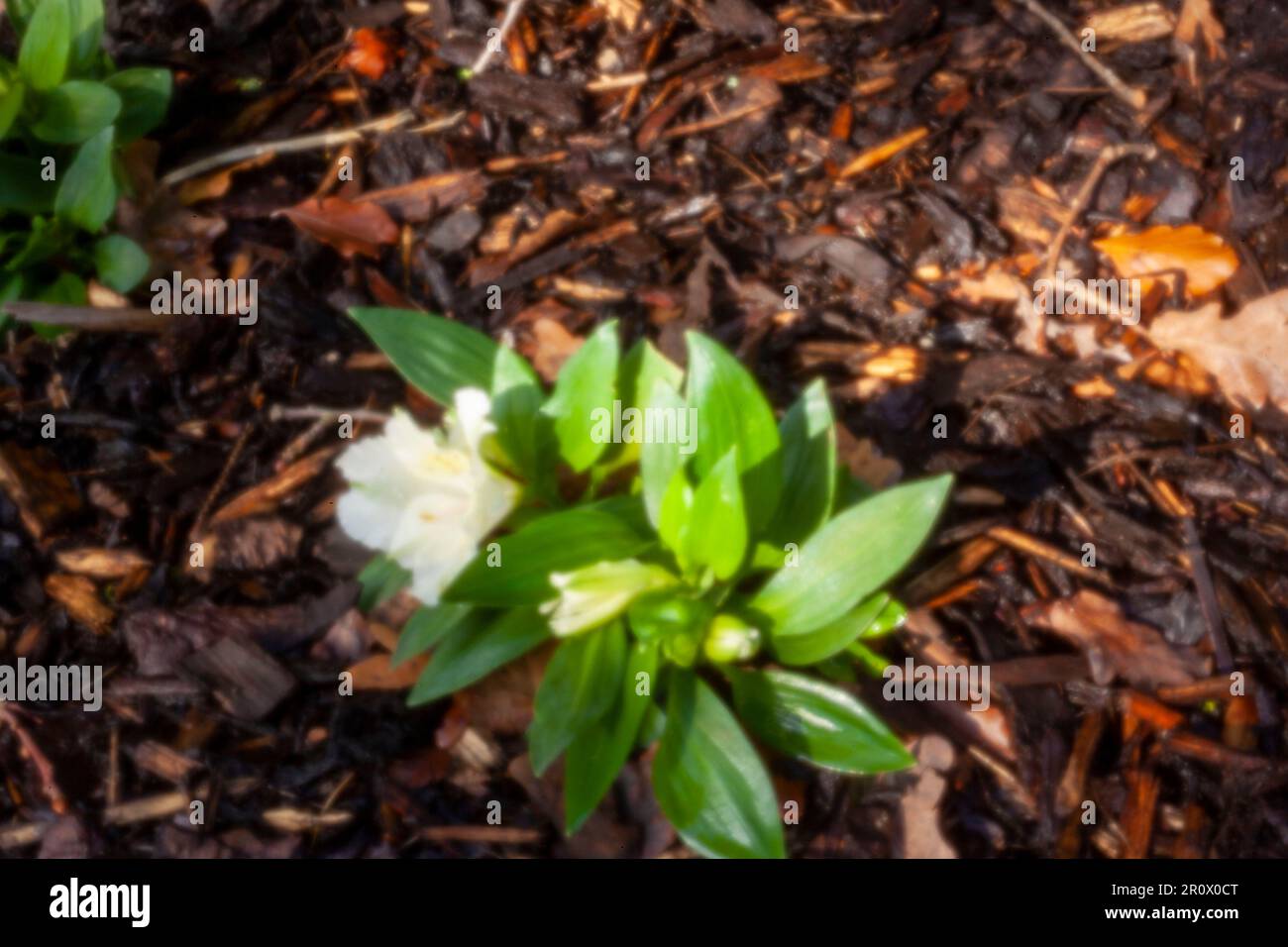 Pinhole Photography Flowers Series.New, Age-defying, digital age ...