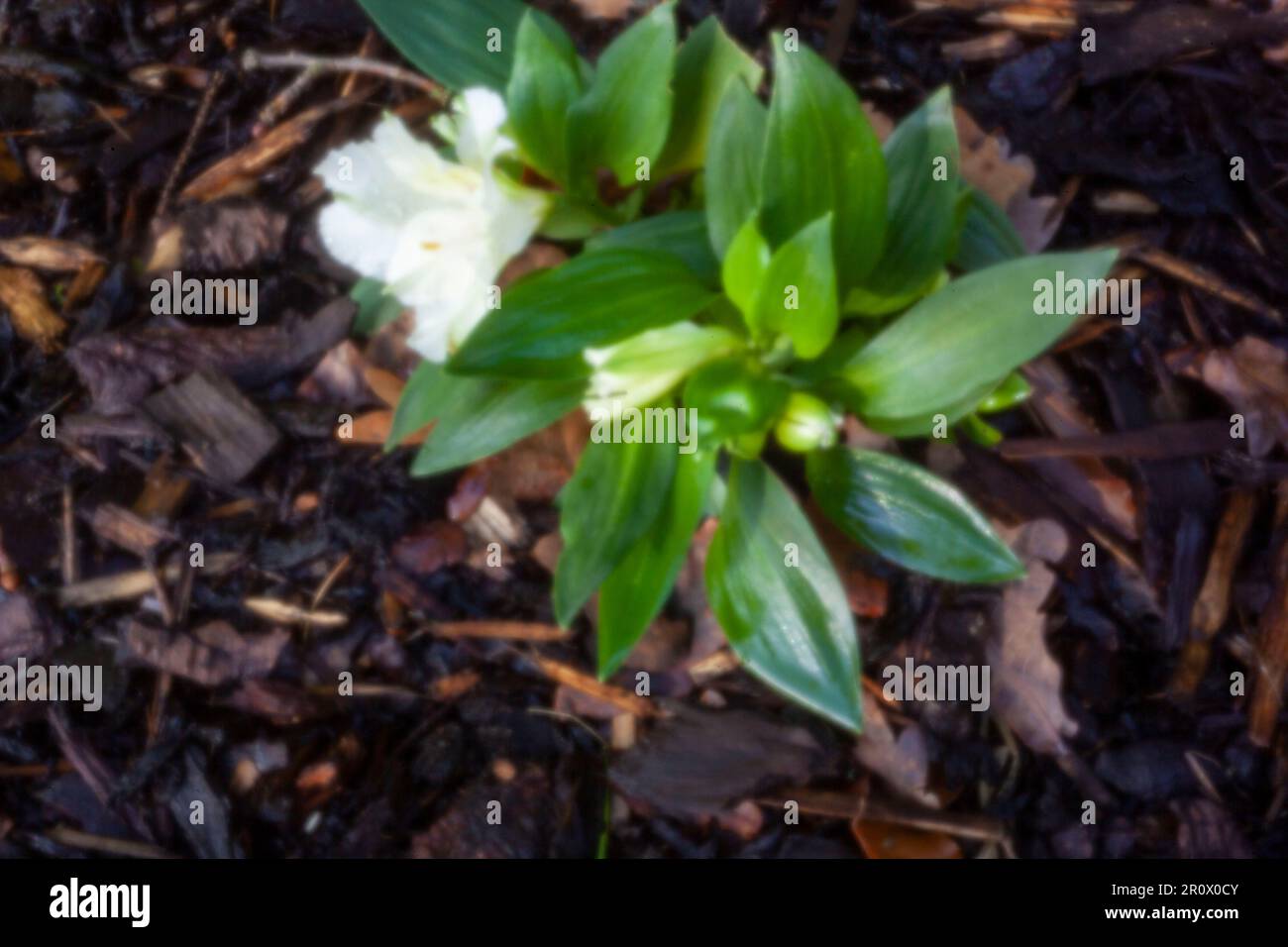 Pinhole Photography Flowers Series.New, Age-defying, digital age ...