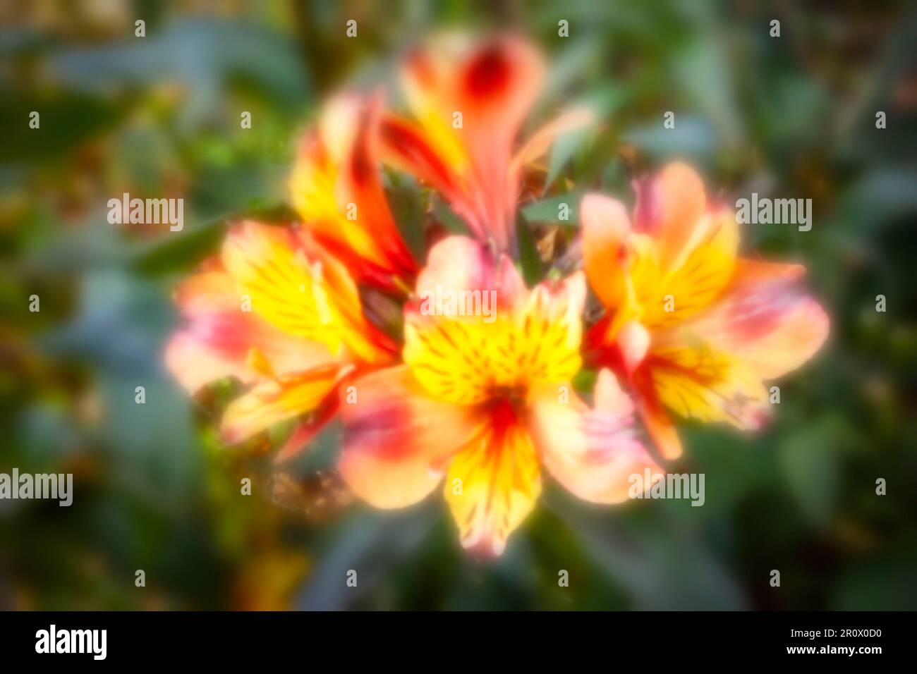 Pinhole Photography Flowers Series.New, Age-defying, digital age ...