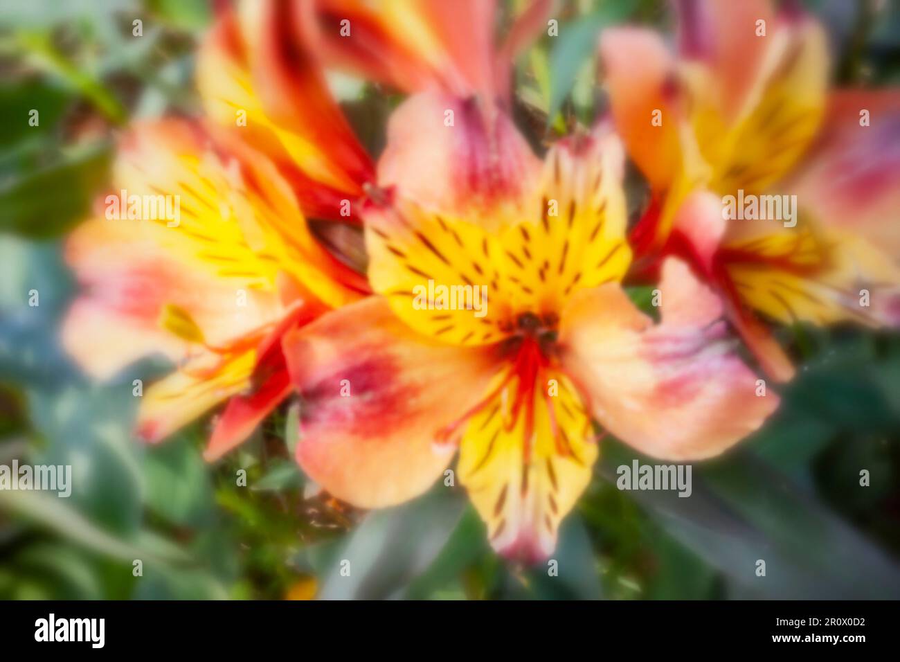 Pinhole Photography Flowers Series.New, Age-defying, digital age ...