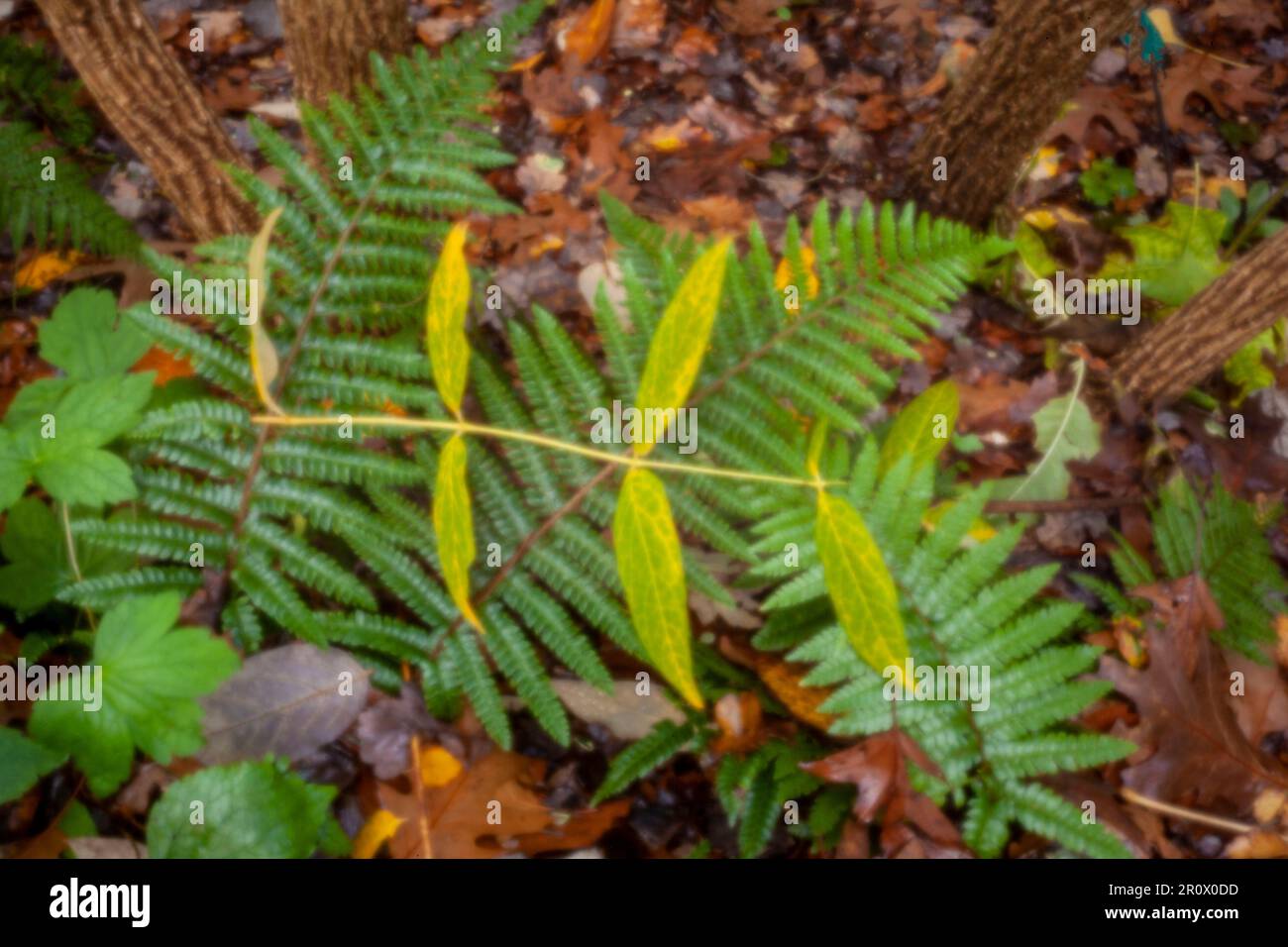 Pinhole Photography Woodland Series.New, Age-defying, digital age ...