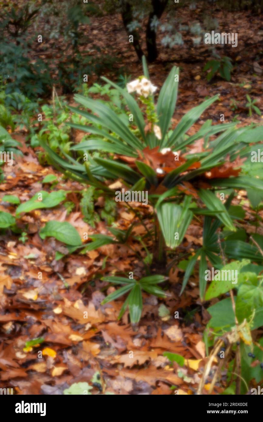 Pinhole Photography Woodland Series.New, Age-defying, digital age ...