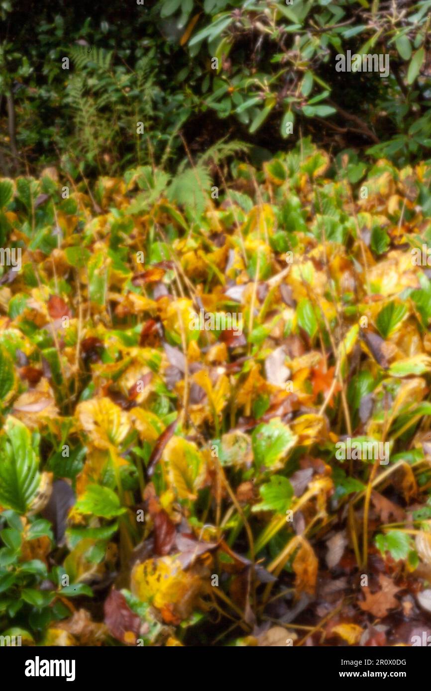 Pinhole Photography Woodland Series.New, Age-defying, digital age ...