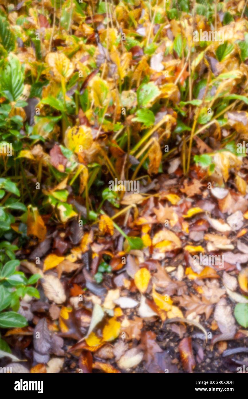 Pinhole Photography Woodland Series.New, Age-defying, digital age ...