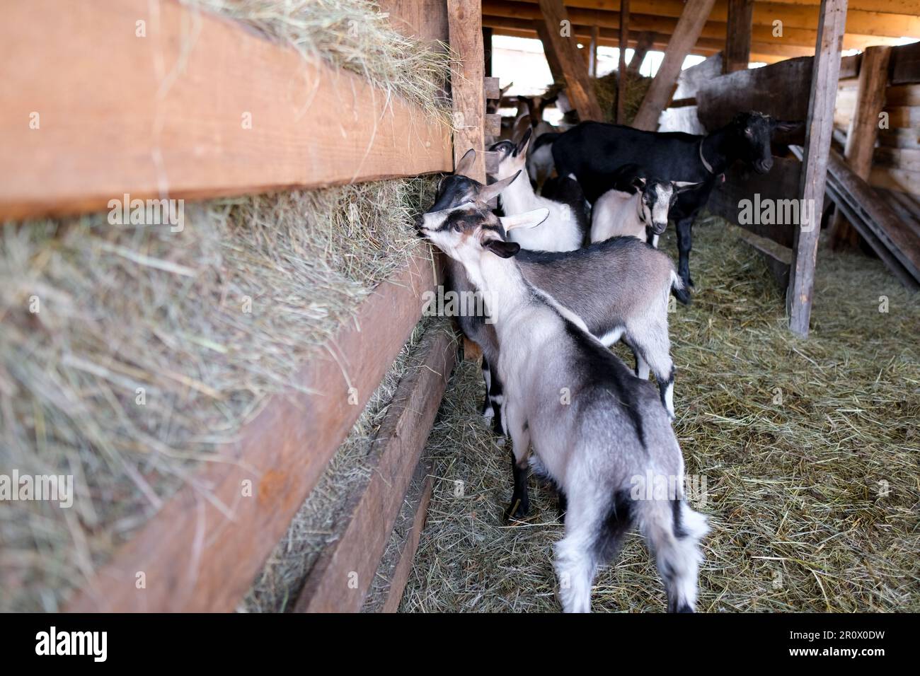 Breeding of purebred alpine goats on the farm. Milky goats without ...
