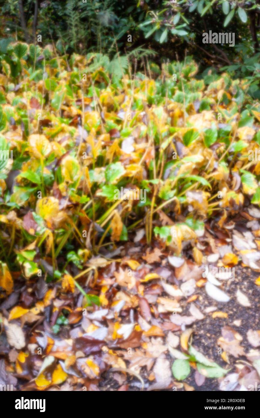 Pinhole Photography Woodland Series.New, Age-defying, digital age ...