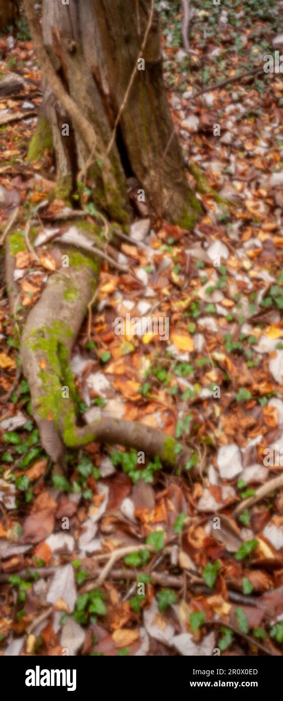 Pinhole Photography Woodland Series.New, Age-defying, digital age ...