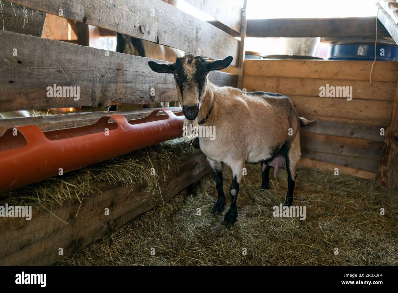 Breeding of purebred alpine goats on the farm. Milky goats without ...