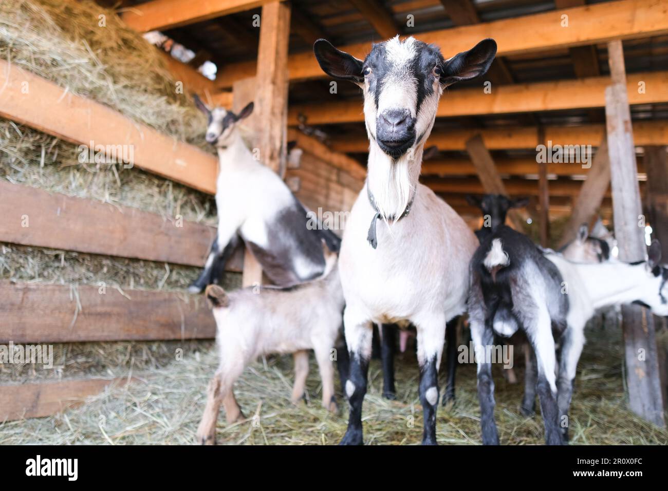 Breeding of purebred alpine goats on the farm. Milky goats without ...