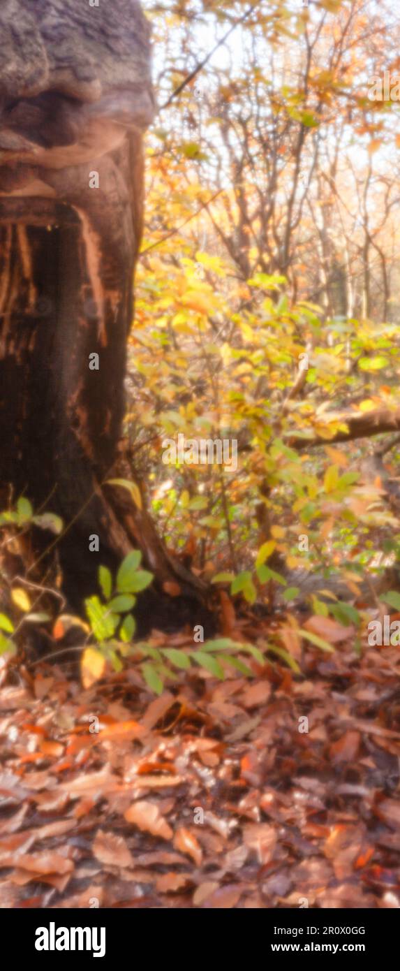 Pinhole Photography Woodland Series.New, Age-defying, digital age ...