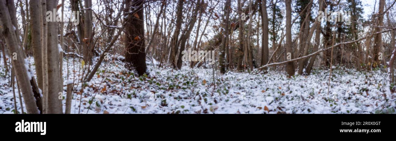 Pinhole Photography Woodland Series.New, Age-defying, digital age ...
