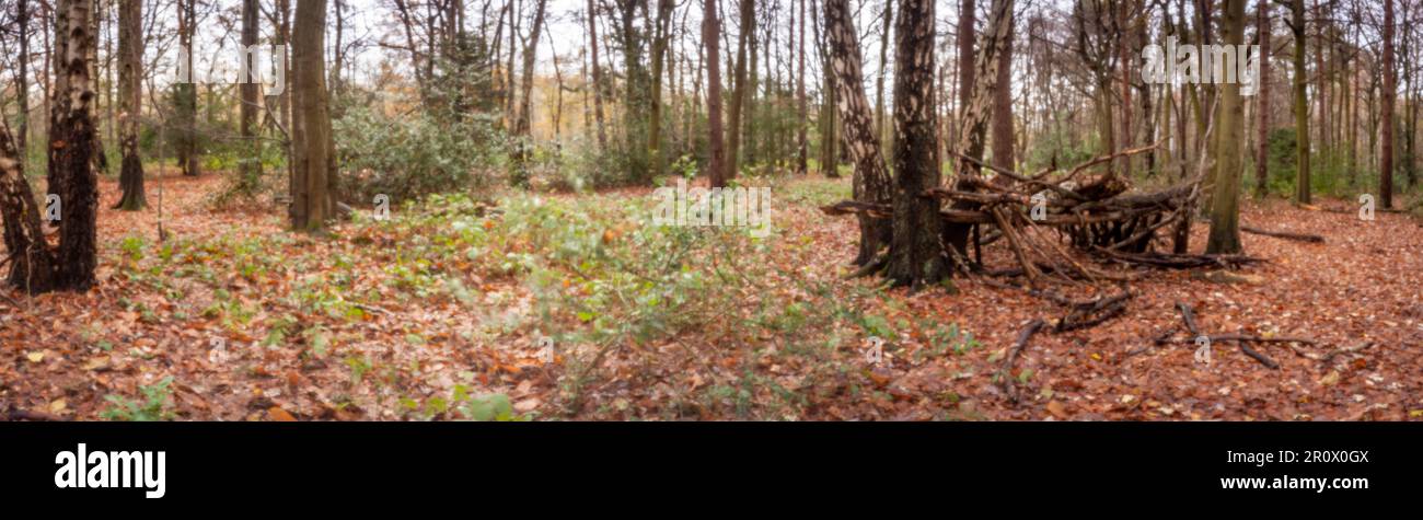 Pinhole Photography Woodland Series.New, Age-defying, digital age ...